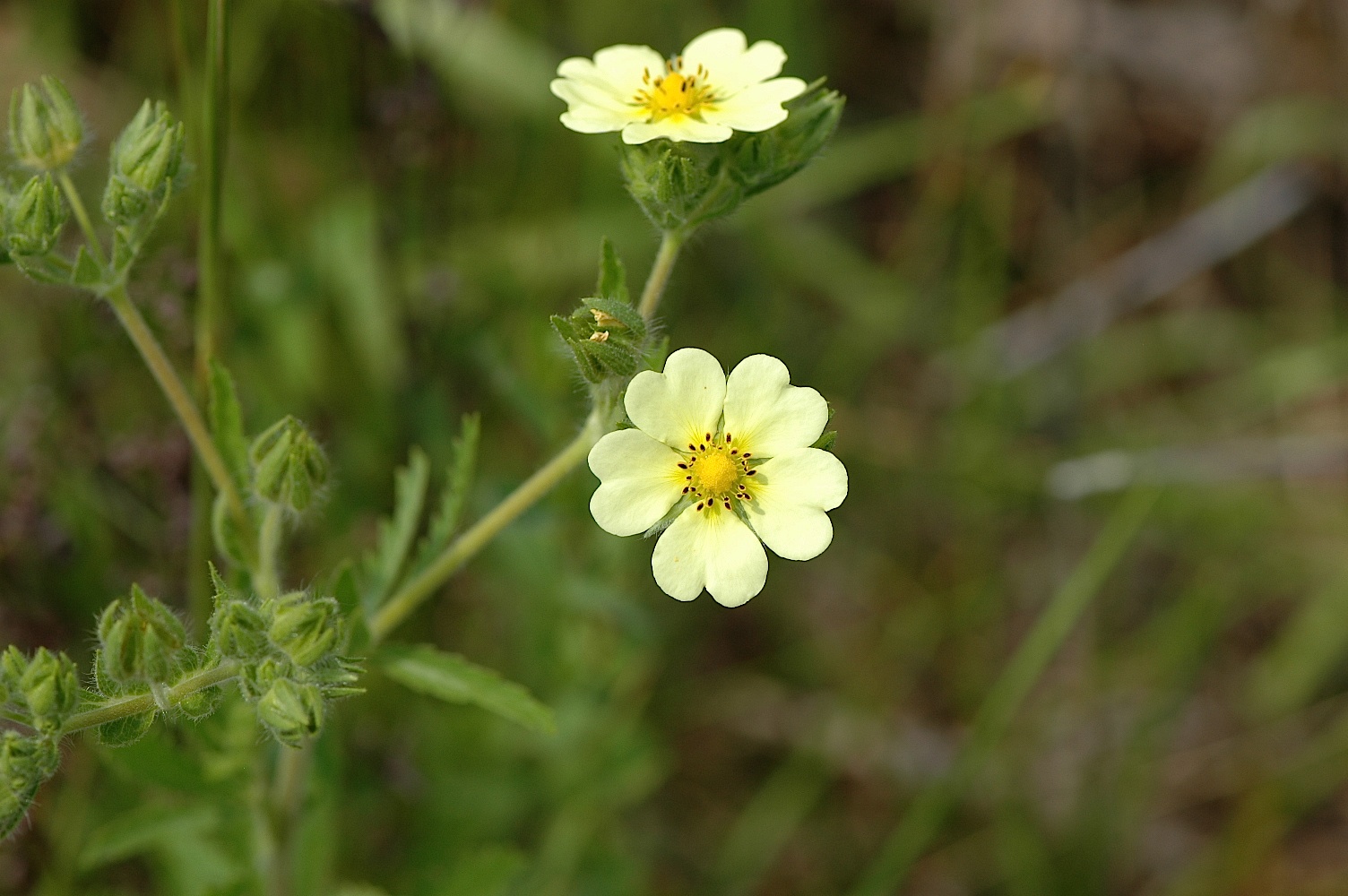Field Biology in Southeastern Ohio: Cinquefoils