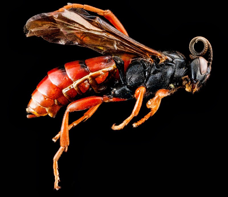 The Flying Tortoise: The Most Amazing Detailed Close Up Photo Images Of ...