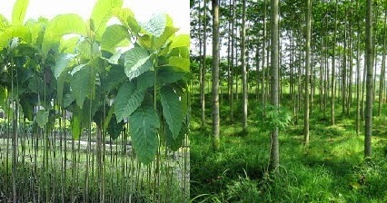 Cara Menanam Pohon Jabon Yang Baik dan Benar | -Petani TOP-