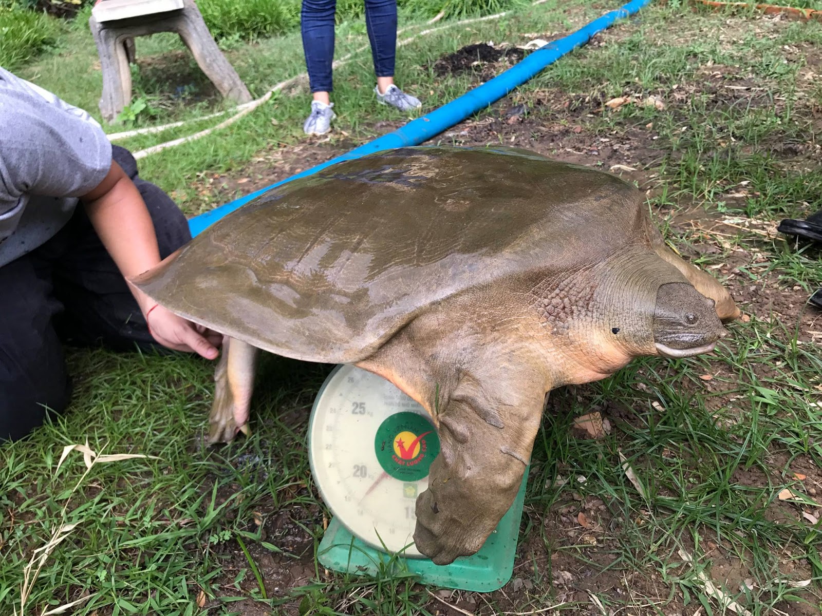 ខេត្តក្រចេះ មានពូជសត្វកម្រដែលខេត្តផ្សេងមិនមាន - ក្រចេះដួងចិត្ត