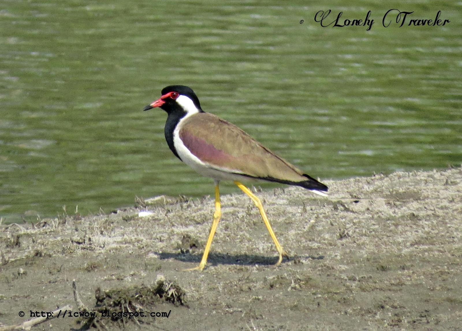 Red-wattled lapwing - Vanellus indicus