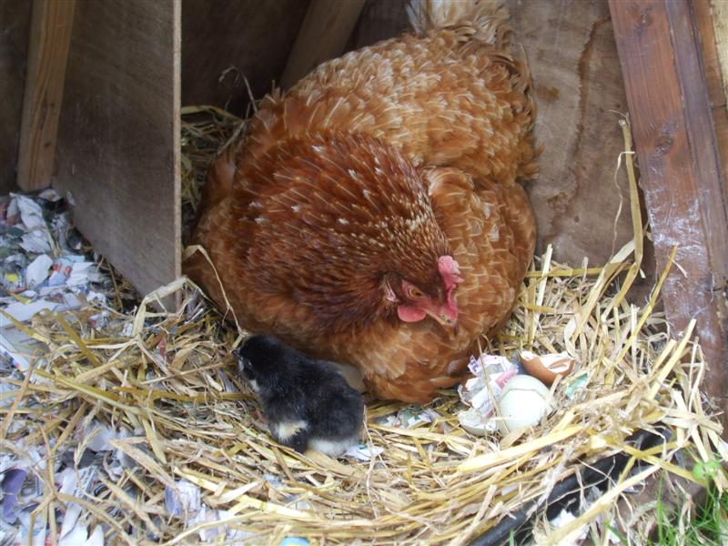 The Compost Bin: RIP Nutmeg Hen - who laid down her life in defence of ...