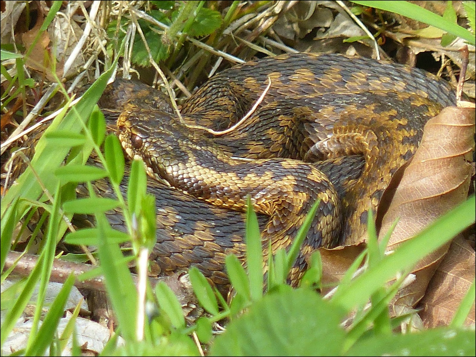 Wild and Wonderful: RSPB Minsmere - The Adder Trail