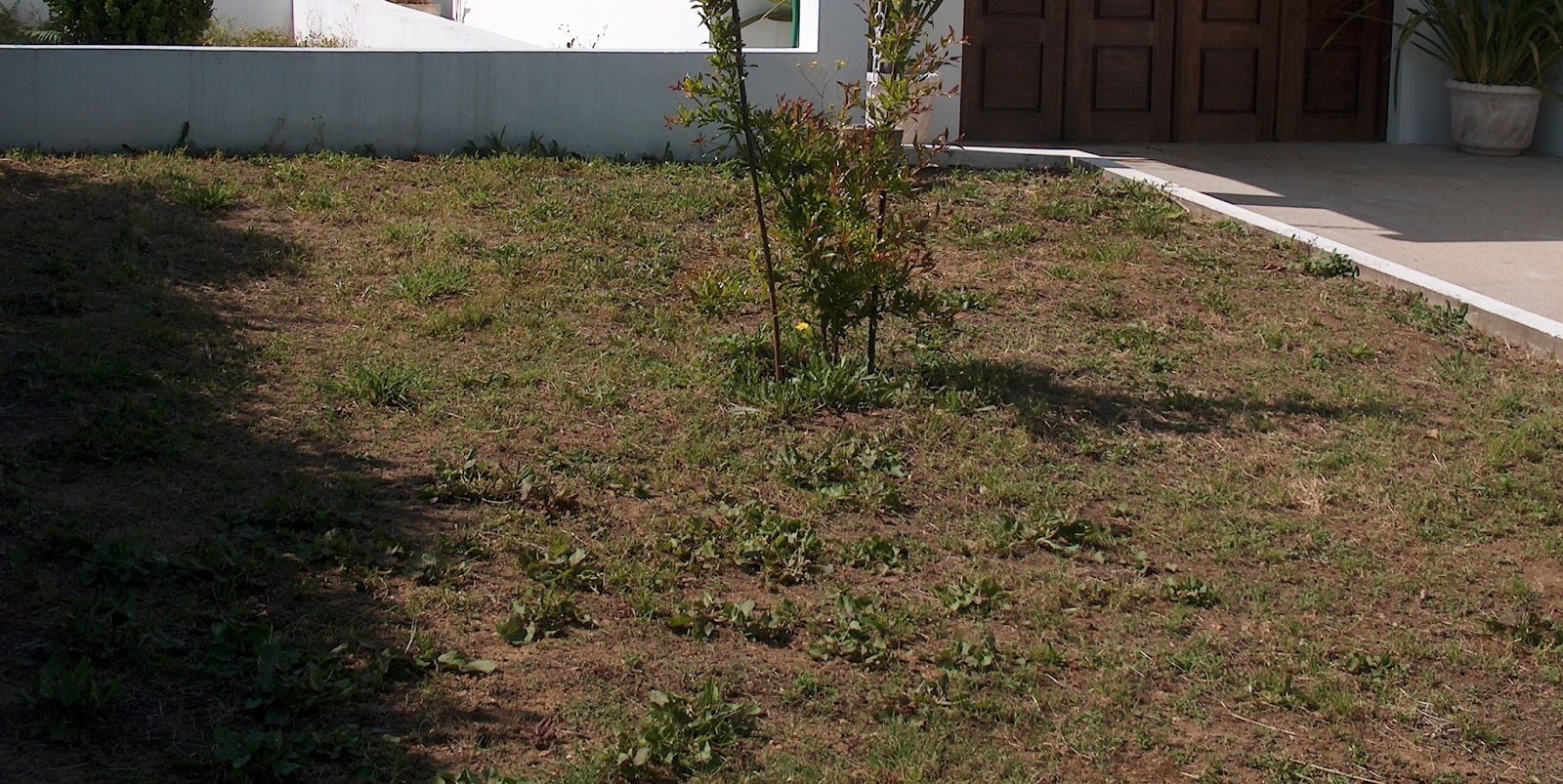 Bucólico Anónimo : As ervas e o relvado