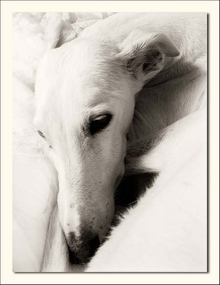 Cuida a los animales y A los libros: Galgo Español