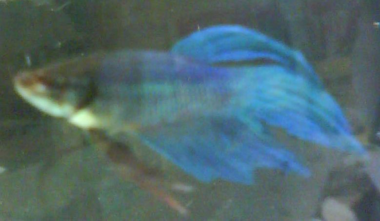 As The World Changes: Alpha, the Betta Fish