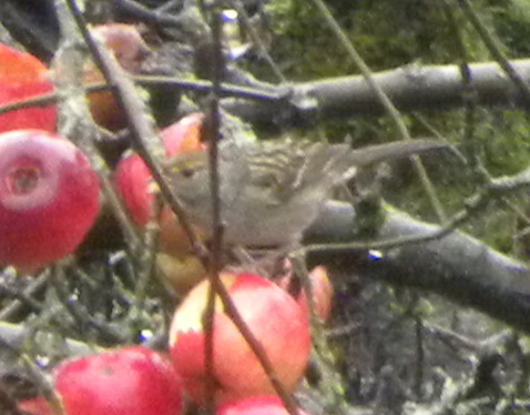 Birds: Apple Tree Birds