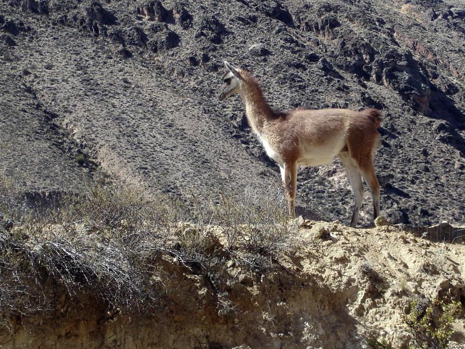 Apu - Naturaleza y Culturas: Tacna: Biodiversidad