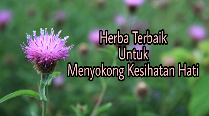 5 Herba Terbaik Untuk Menyokong Kesihatan Hati - Sihat Itu Nikmat