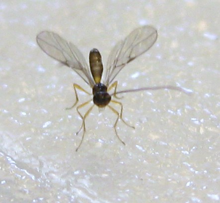 FuturCrop: Listado de organismos de control biológico para el control ...