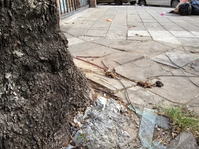 Estoy Harto de la Mierda de Perro