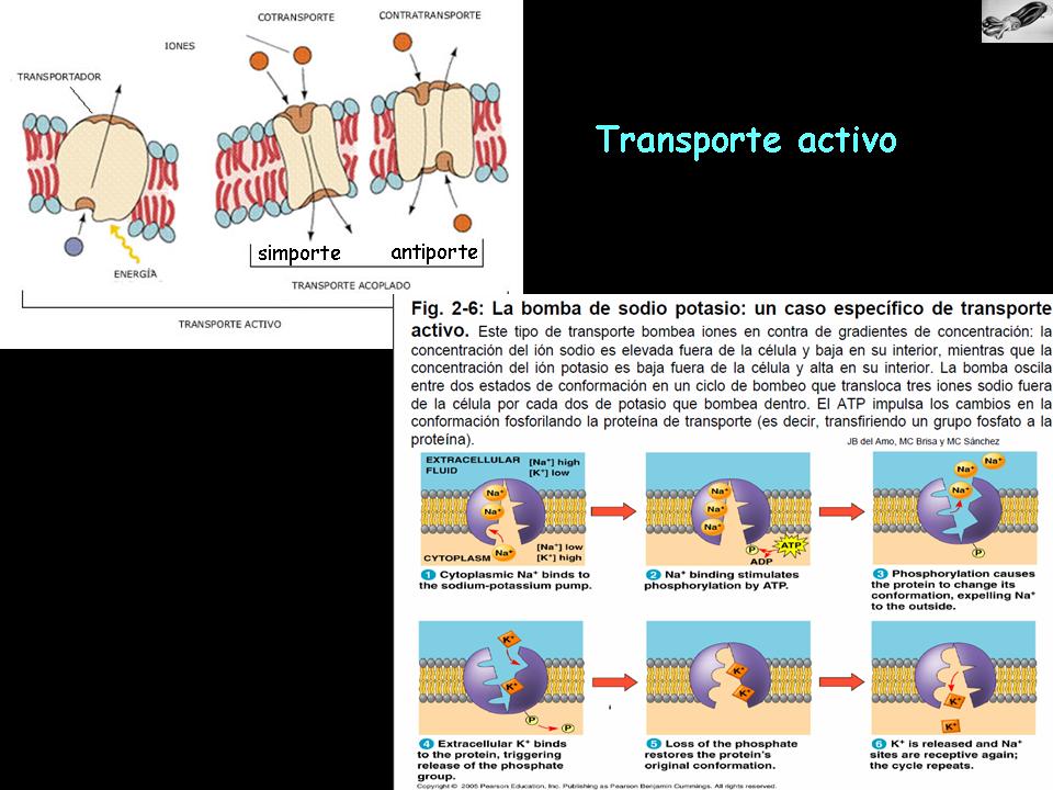 ...y la vida evolucionó: Membrana plasmática: funciones y transporte-4/15