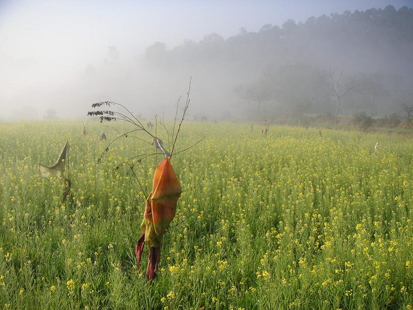 PUMPKINROT.COM: The Blog: Sarson Fields
