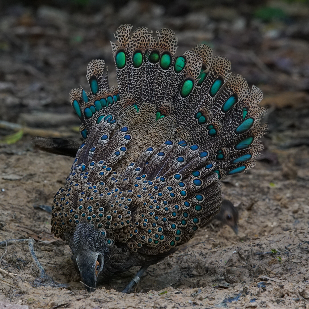 Malaysian Peacock Pheasant