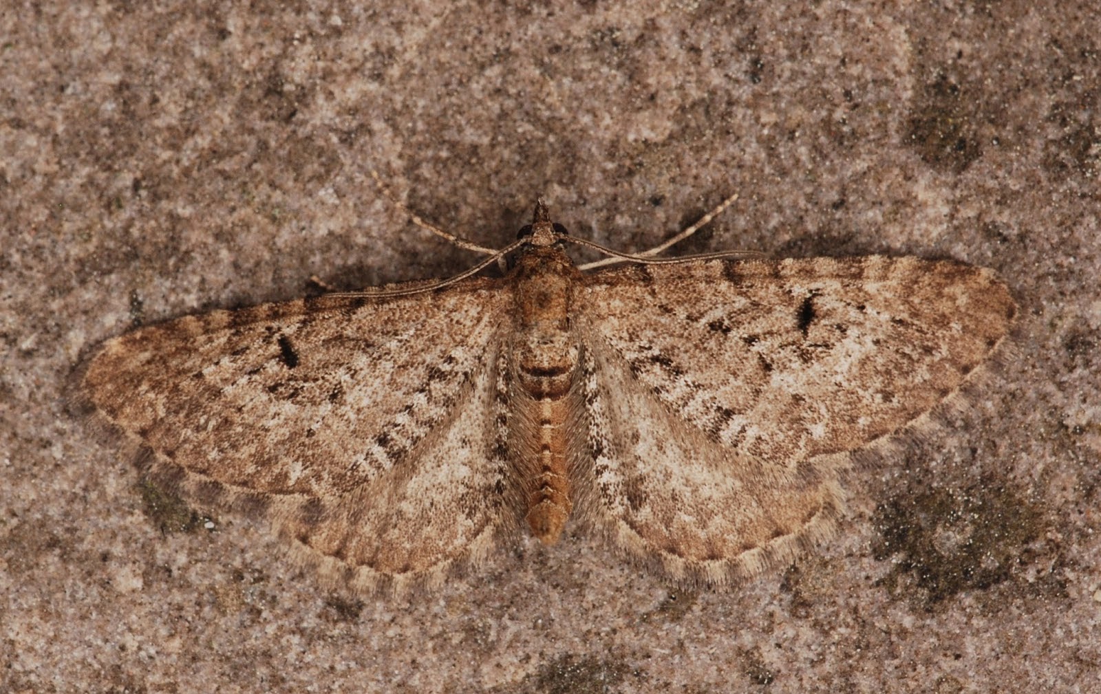 UK Pugs: 1827 Freyer's (Edinburgh) Pug (Eupithecia intricata ssp ...