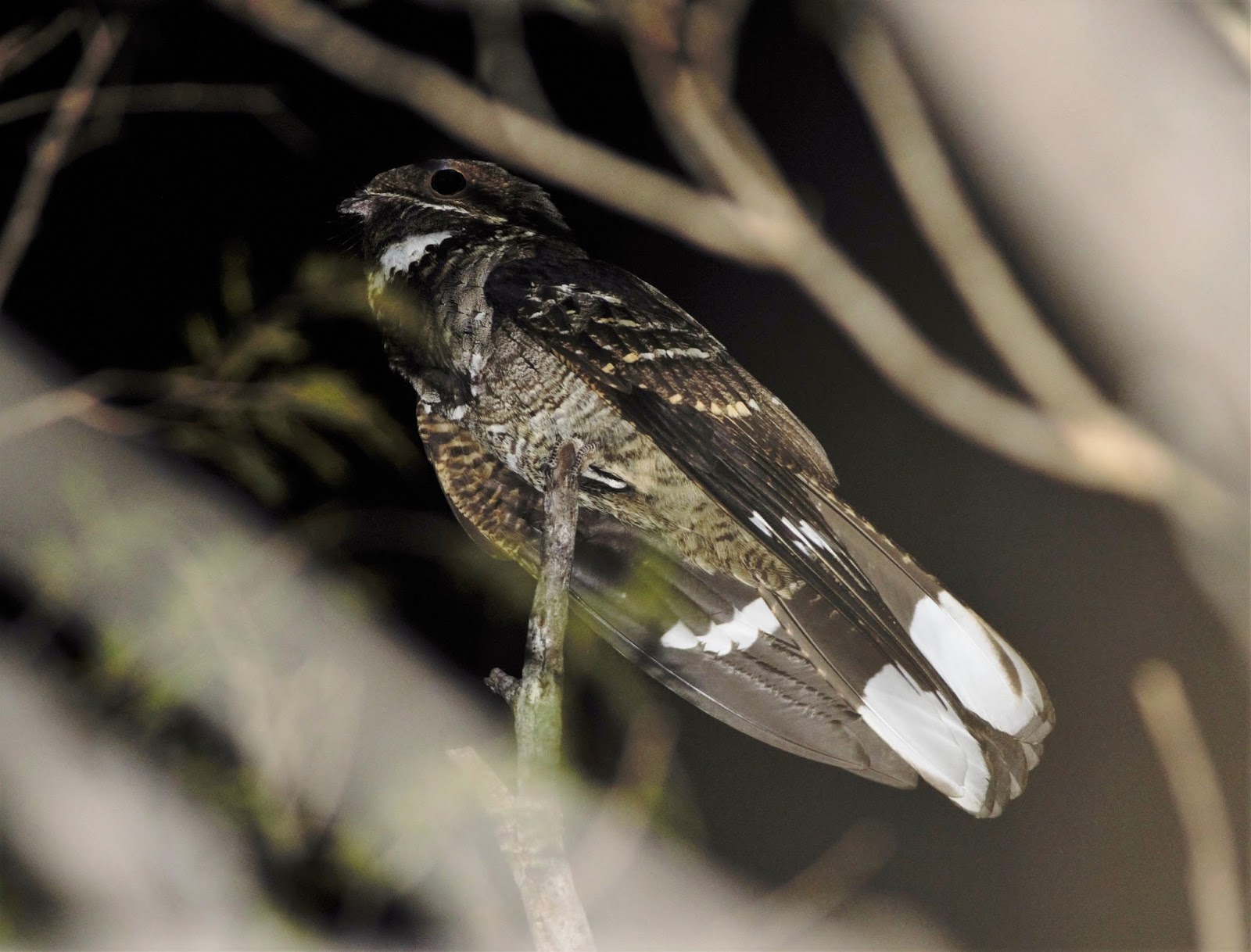 sunshinecoastbirds: Large-tailed Nightjar & Rainbow Beach