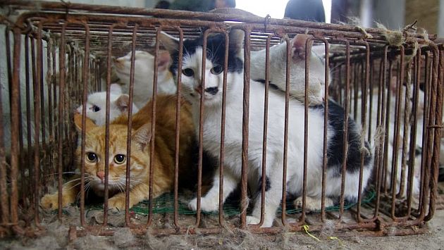 La Pura Curiosidad: En Perú comen ¡¿GATO?!