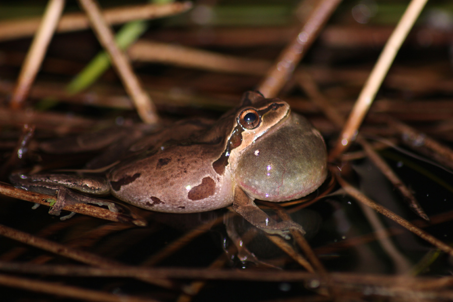 The Naturalest Naturalist: March 2012