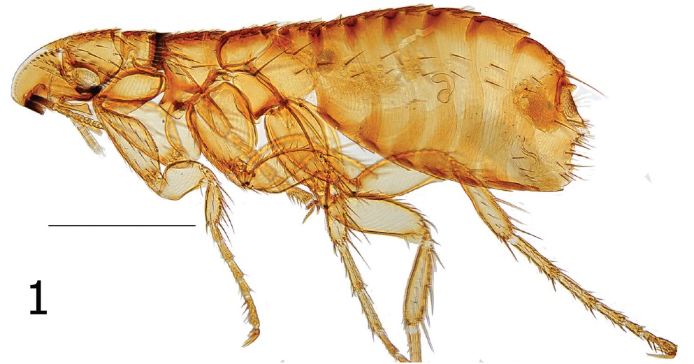Sciency Thoughts: Araeopsylla goodmani & Araeopsylla smiti: Two new ...