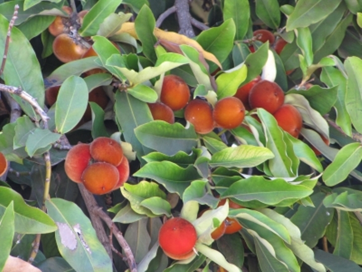 You Know You're From Bacolod, Philippines If...You Have Also Tried ...