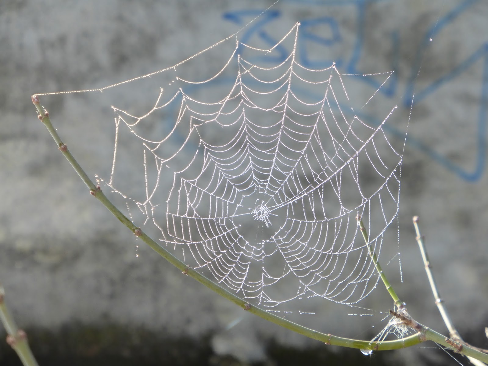 Ripensando la vita: Ragnatele