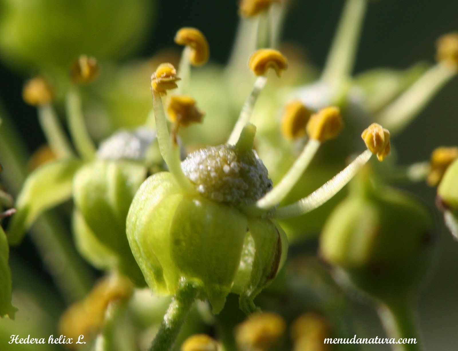 Menuda Natura: Hedera helix L.