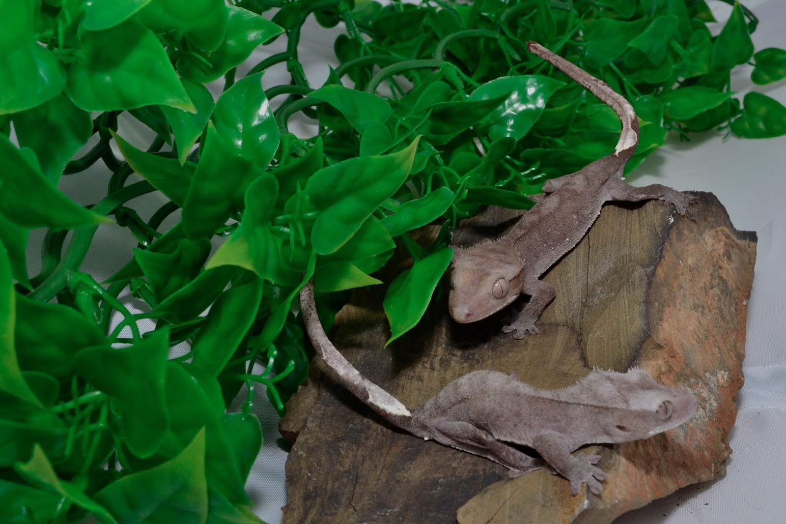 Crested Geckos Blog: Grey Geckos Photos