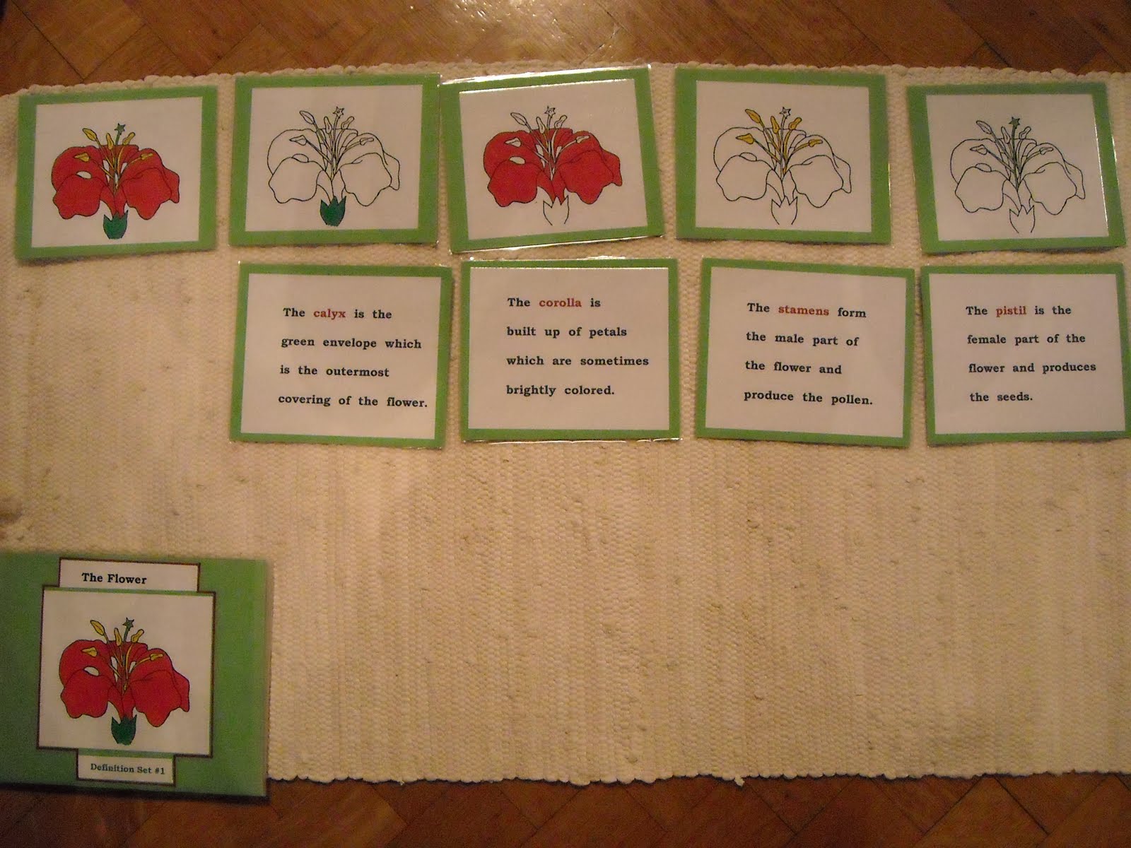 Inside the child: Parts of a flower - Hibiscus