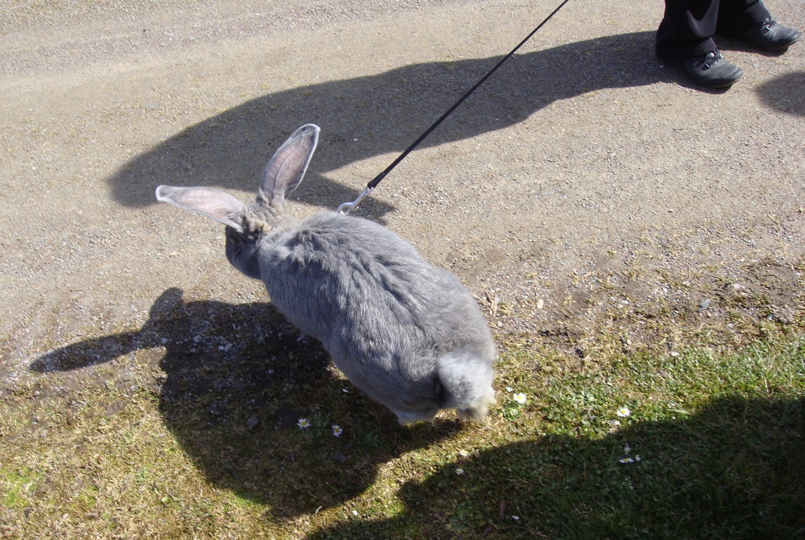 Crow's Feet: RABBIT rabbit