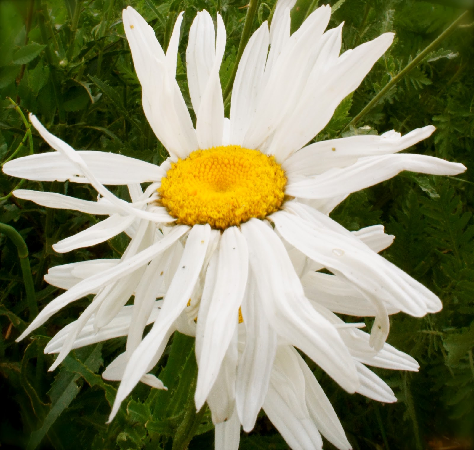 Tickled Pink: CRAZY DAISY and RUDBECKIA