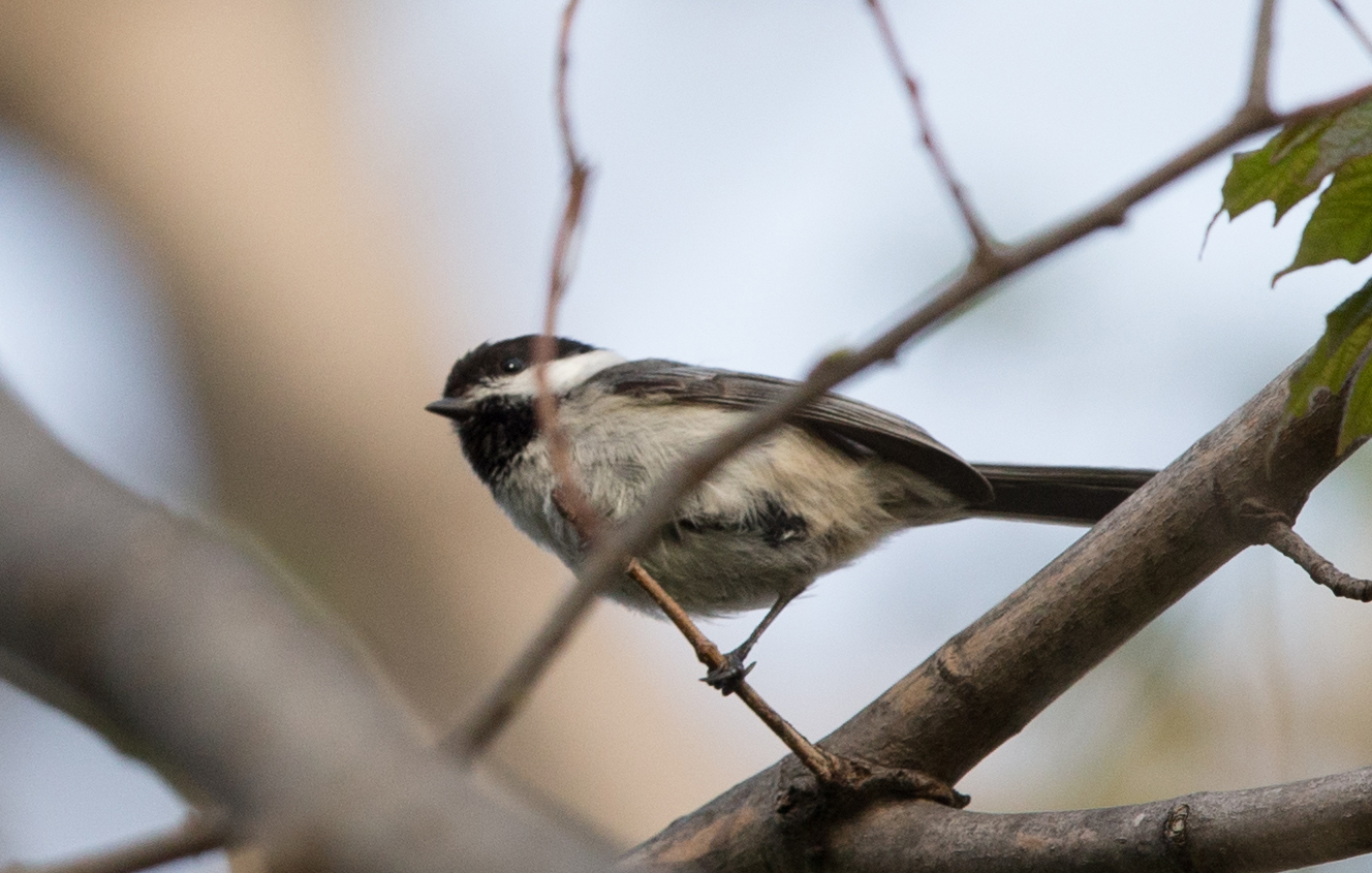PeregrinePrints not dot com ... Blog: Hybrid Carolina X Black-capped ...