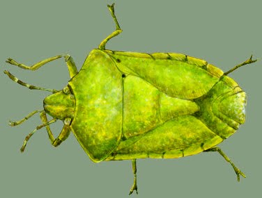 Taxonomys: Maio 2011