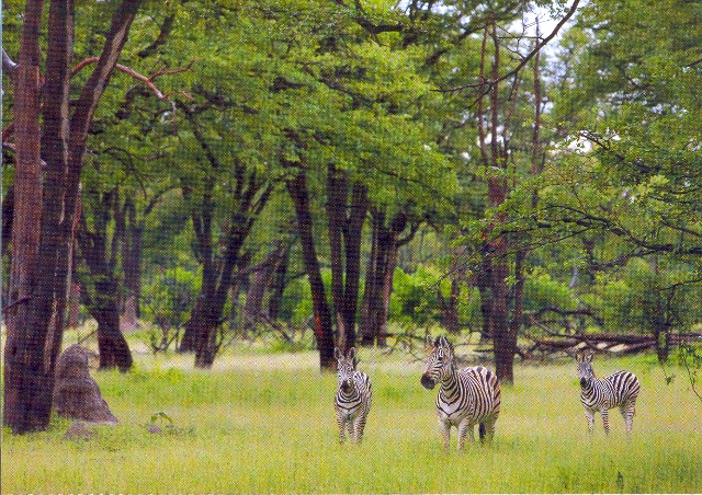 Postcard Journeys: African Safari Postcards