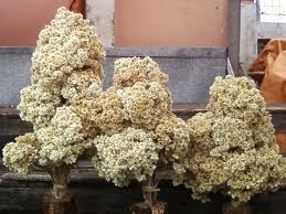 Jalan-Jalan Sehat ala Farmasis: manfaat edelweis