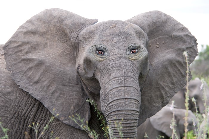 If animals had forward facing eyes