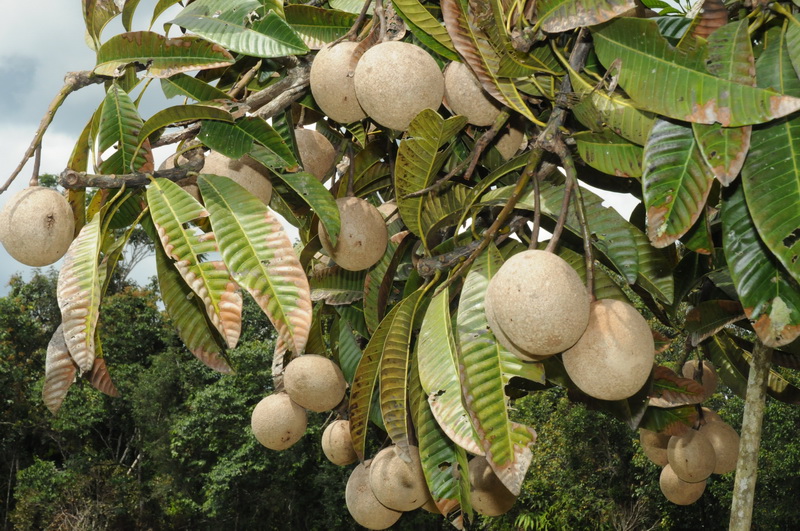 A Wandering Naturalist: Sarawak: Pa Mada