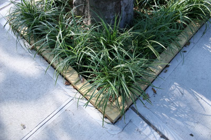 GreenZone Landscape Design: Brooklyn Tree Pit Becomes A Small Urban Garden