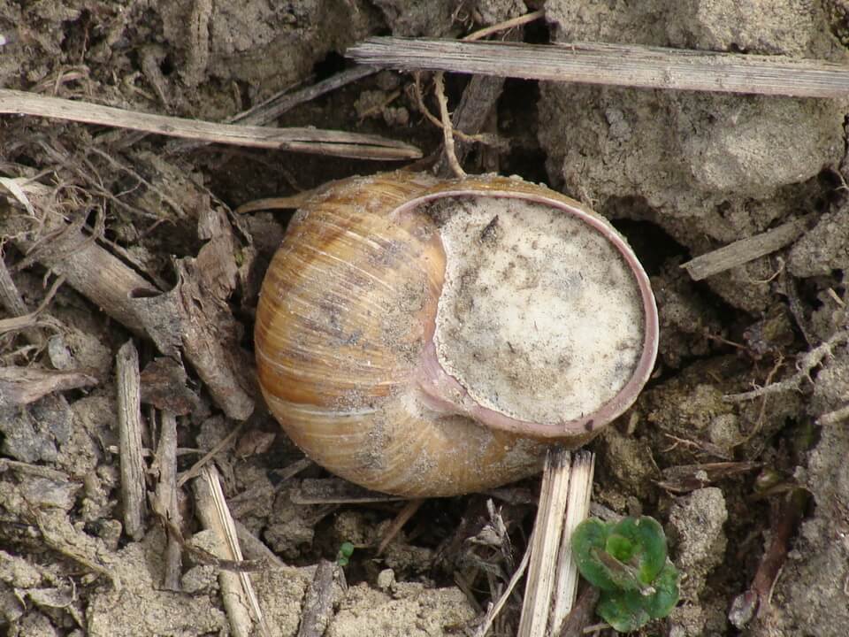 Snails and Slugs from Romania: Helix (Helix) pomatia
