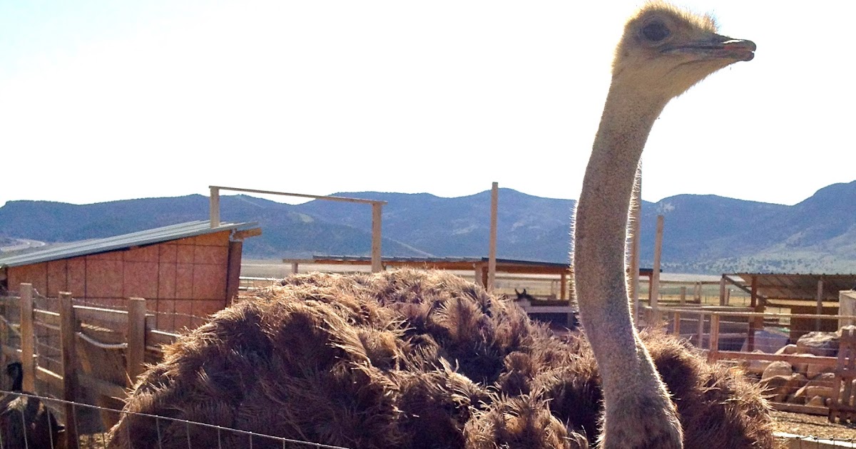 My Scenic Byway: Ostriches - a poem by Joseph Silver