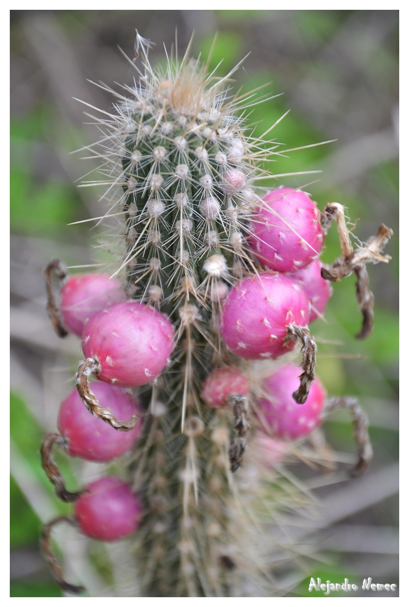 FOTOGRAFOS DE NATURALEZA: CACTUS