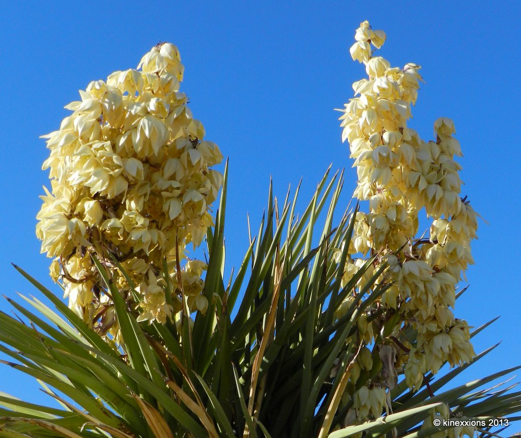kinexxions: Big Bend Revisited :: Torrey Yucca