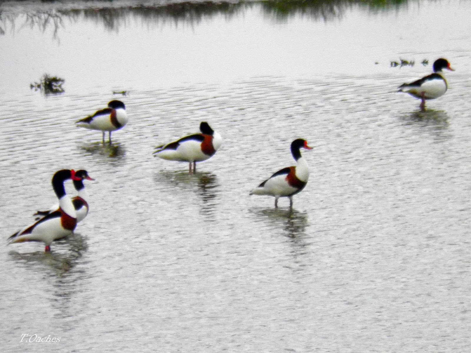 PASARI DIN ROMANIA: CALIFAR ALB (1), Tadorna tadorna