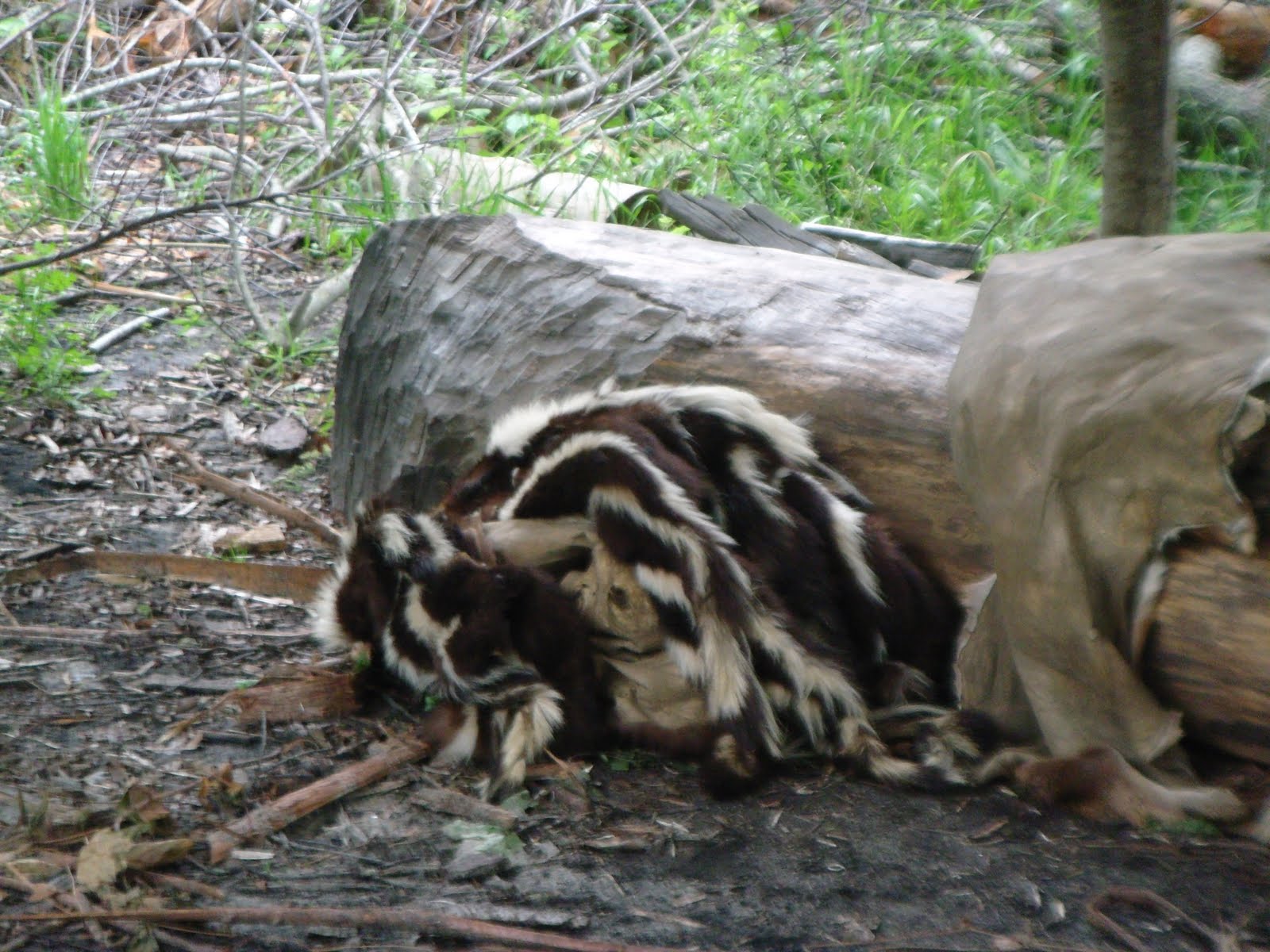 The Lollipop Tree: Plimoth Plantation Part Two