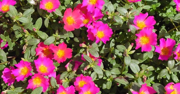 Ahmad Mukari: Tanaman Krokot