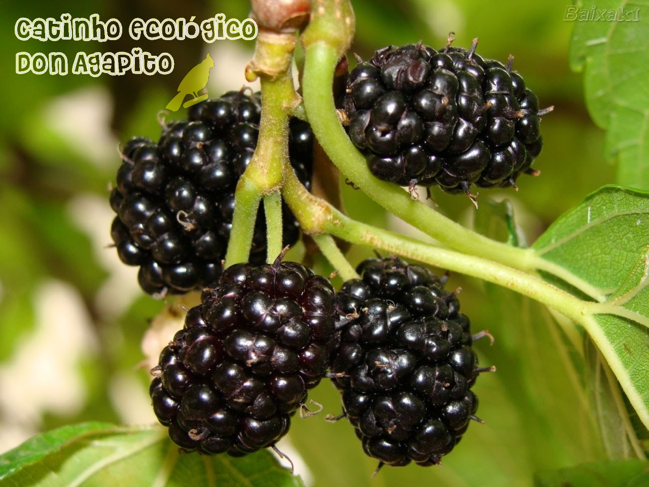 Sapecando O Roçado : Amora ou amoreira