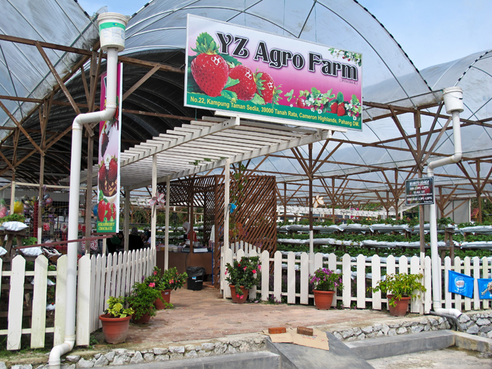 Diary of L.O.V.E | Mysarah Rahman: Cameron Highlands: YZ Agro Farm ...