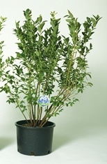 Heritage Fruits & Berries: Blueberries