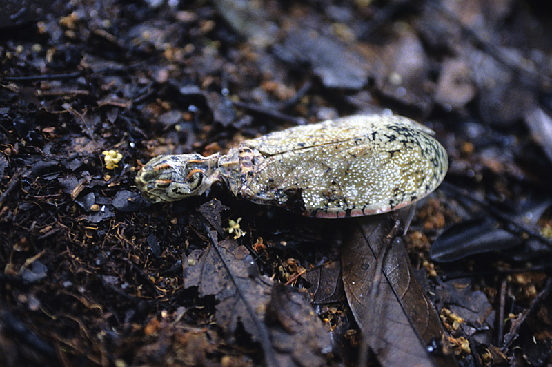Colombia Tierra Herida: La Machaca