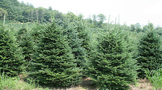 About Plants: Types And Identification Of The Fir Trees