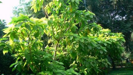 Pisonia grandis 'Alba' | Pustaka Flora | Database Tanaman Landscape